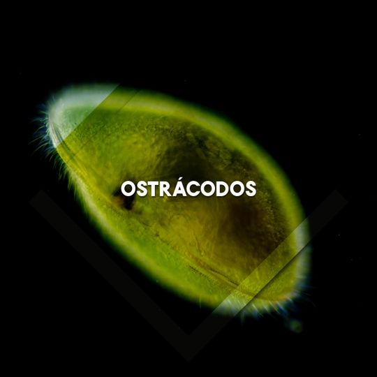 Ostrácodos - CaixaForum+