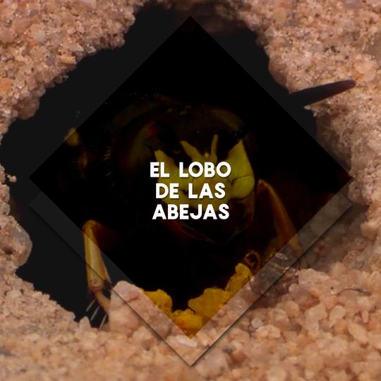 El lobo de las abejas - CaixaForum+